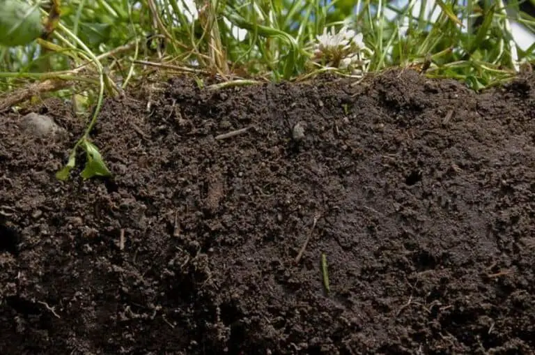 What is Silt And How Does It Affect the Soil? – Yard Kidz