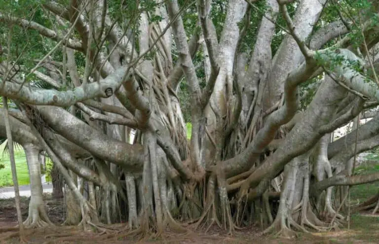 6 Invasive Trees To Avoid Planting In Your Yard – Yard Kidz