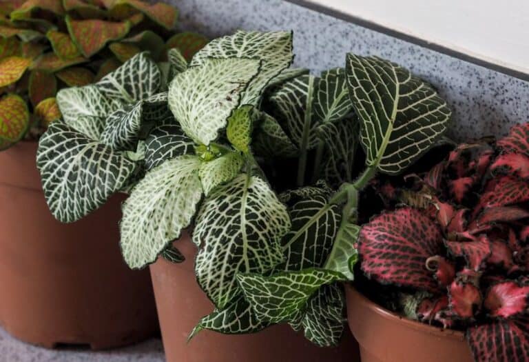 Fittonia Nerve Plant: Nerve Plants You Can Grow At Home – Yard Kidz